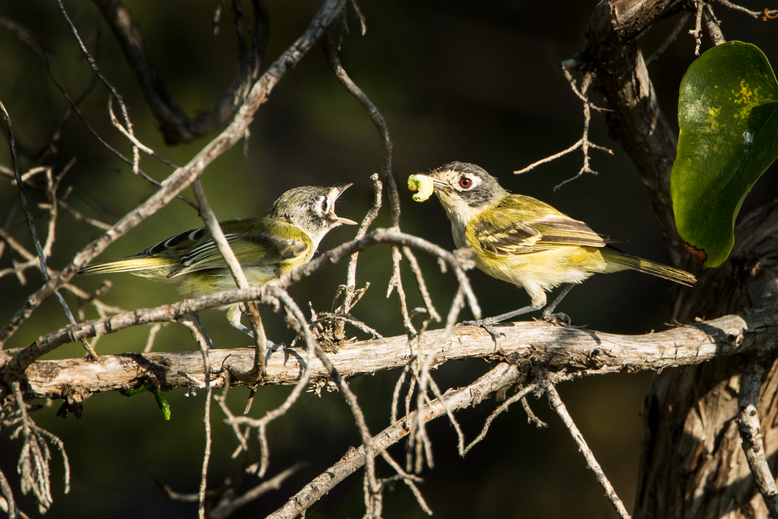 Black-capped Vireo | Oklahoma Department of Wildlife Conservation