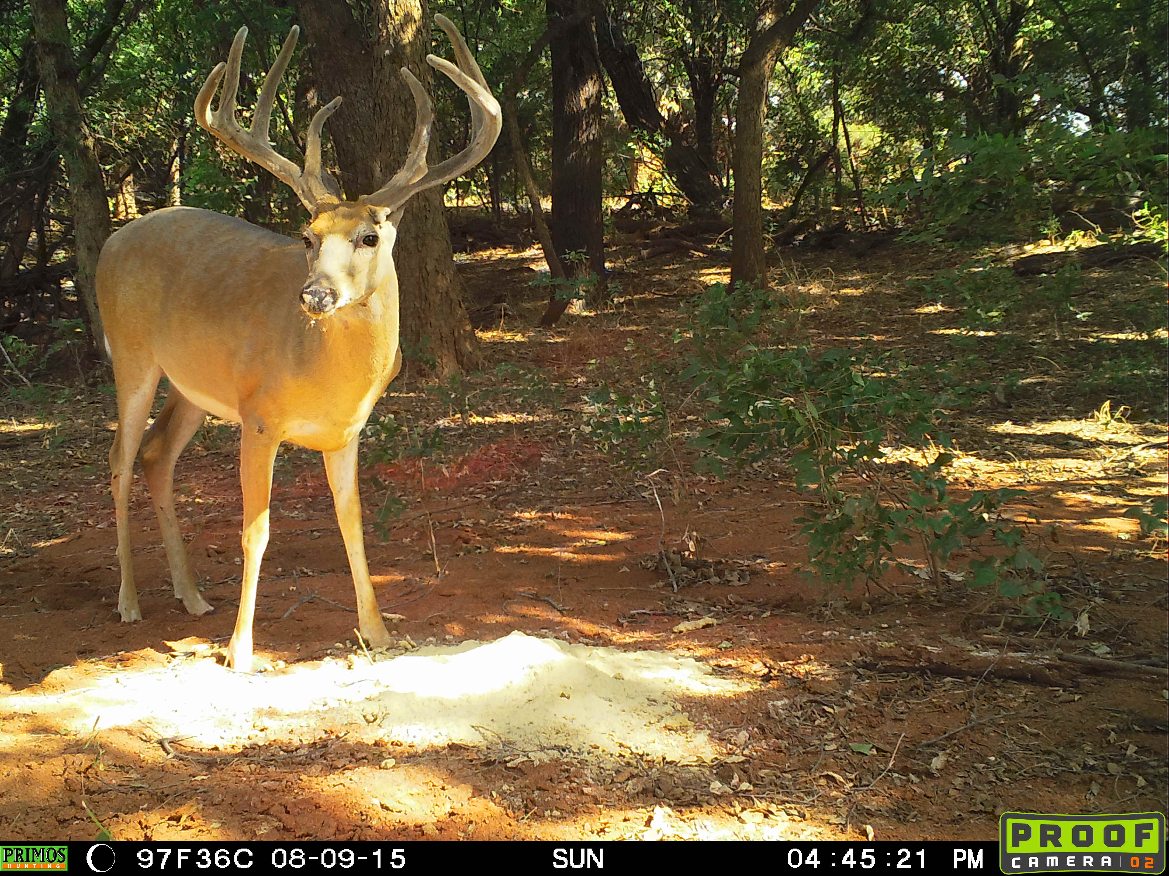 Whitetail Deer Pictures On Trail Camera